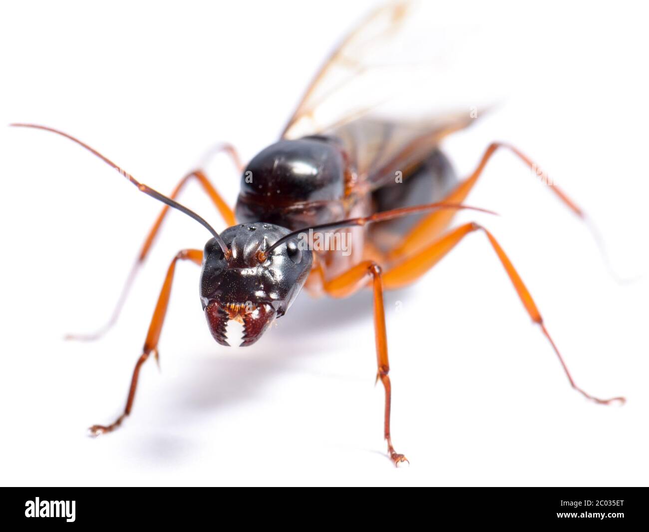 Black Carpenter Ant (Camponotus pennsylvanicus Stock Photo - Alamy