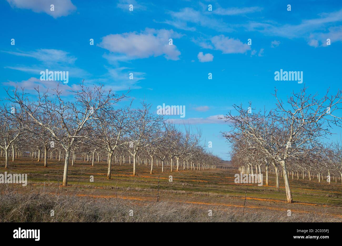 Cultivo de cultivos frutales hi-res stock photography and images - Alamy