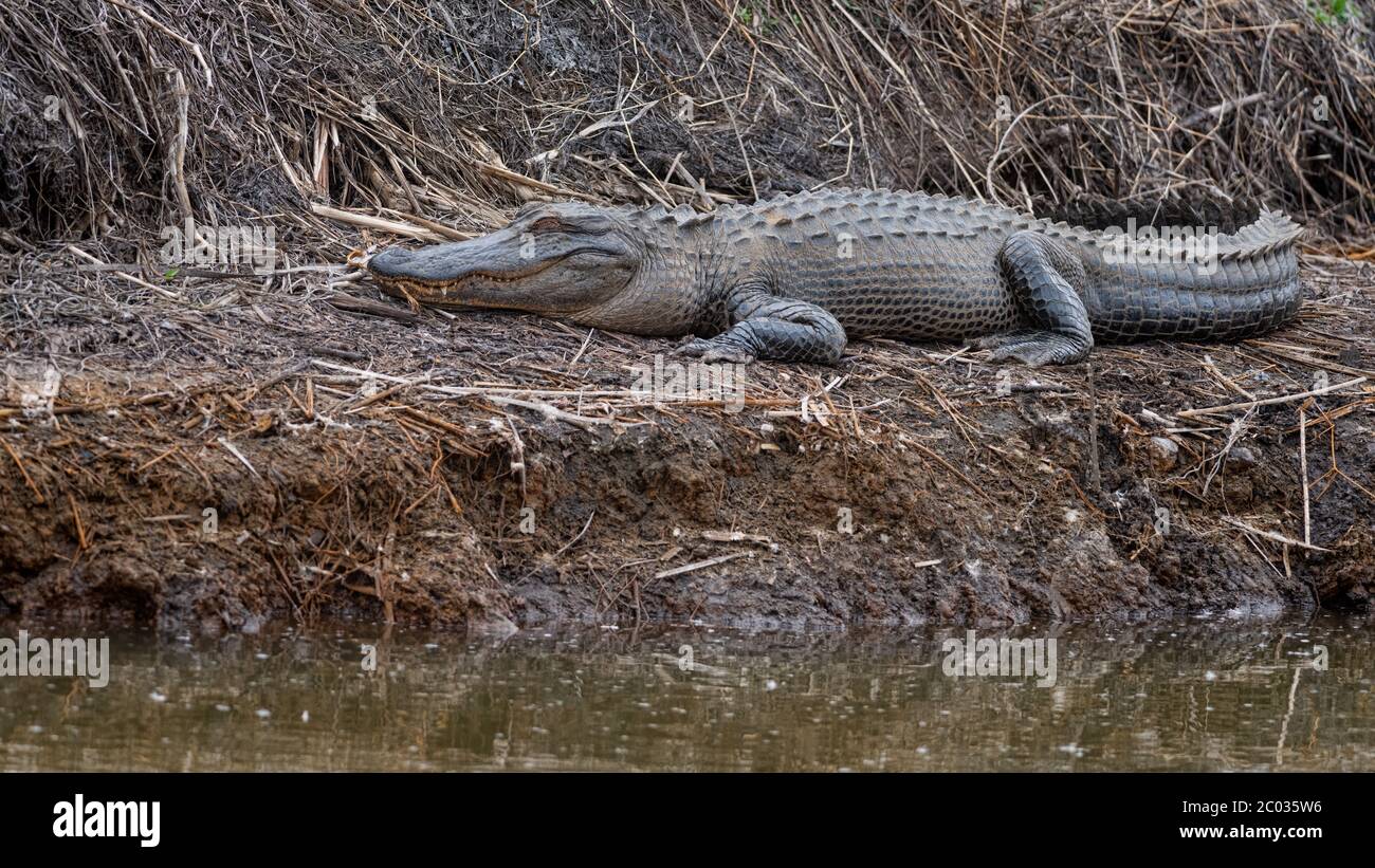 Alligator mating hi-res stock photography and images - Alamy