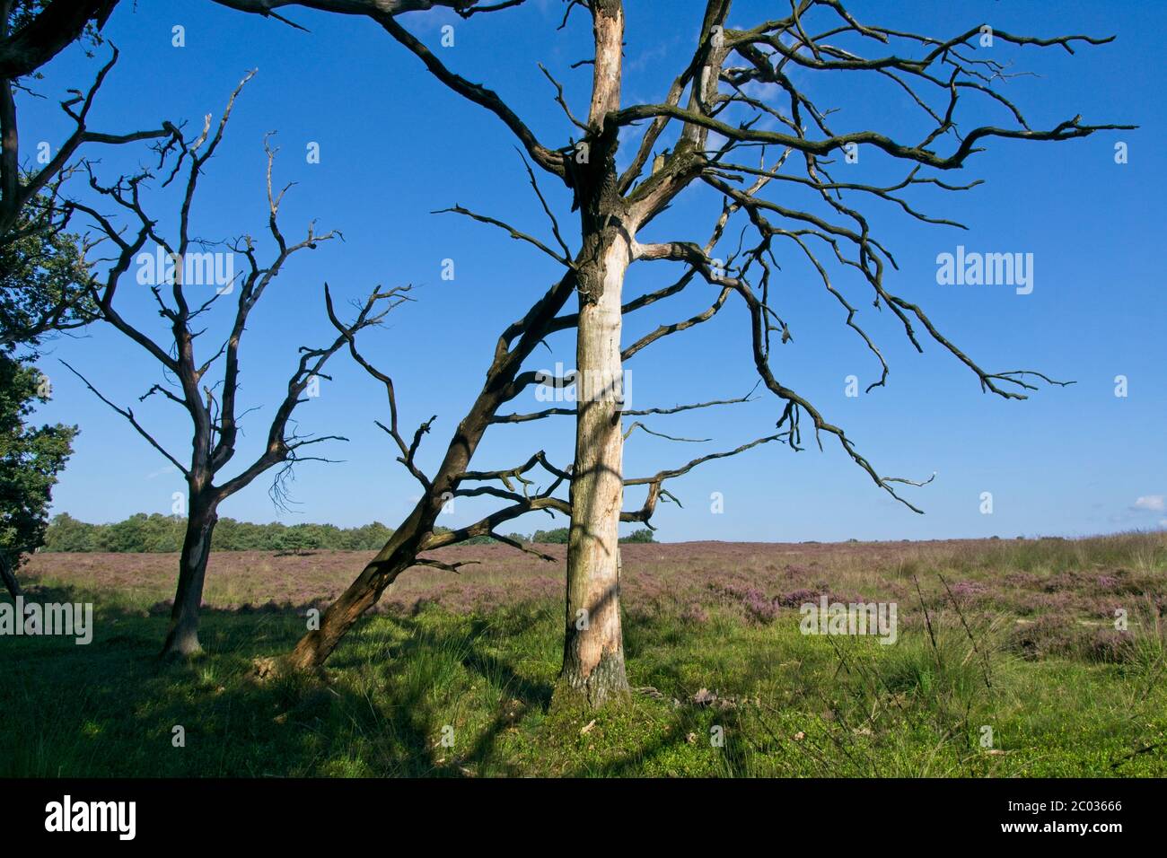 Dead trees in National Park Deelerwoud in the Netherlands 5 Stock Photo ...