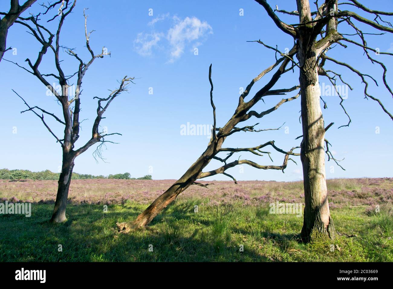 Dead trees in National Park Deelerwoud in the Netherlands 5 Stock Photo ...