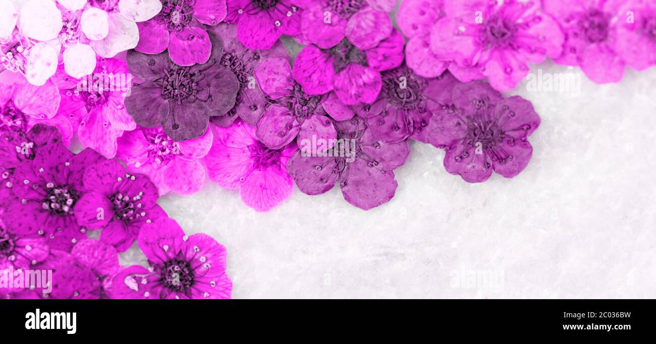 Decorative montage compilation of colorful dried spring flowers Stock ...