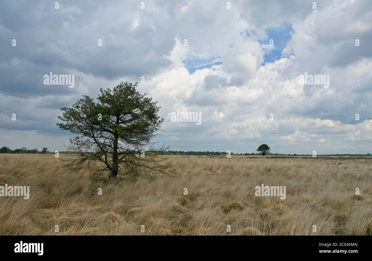 Nationaal park de hoge veluwe national park hi-res stock photography ...