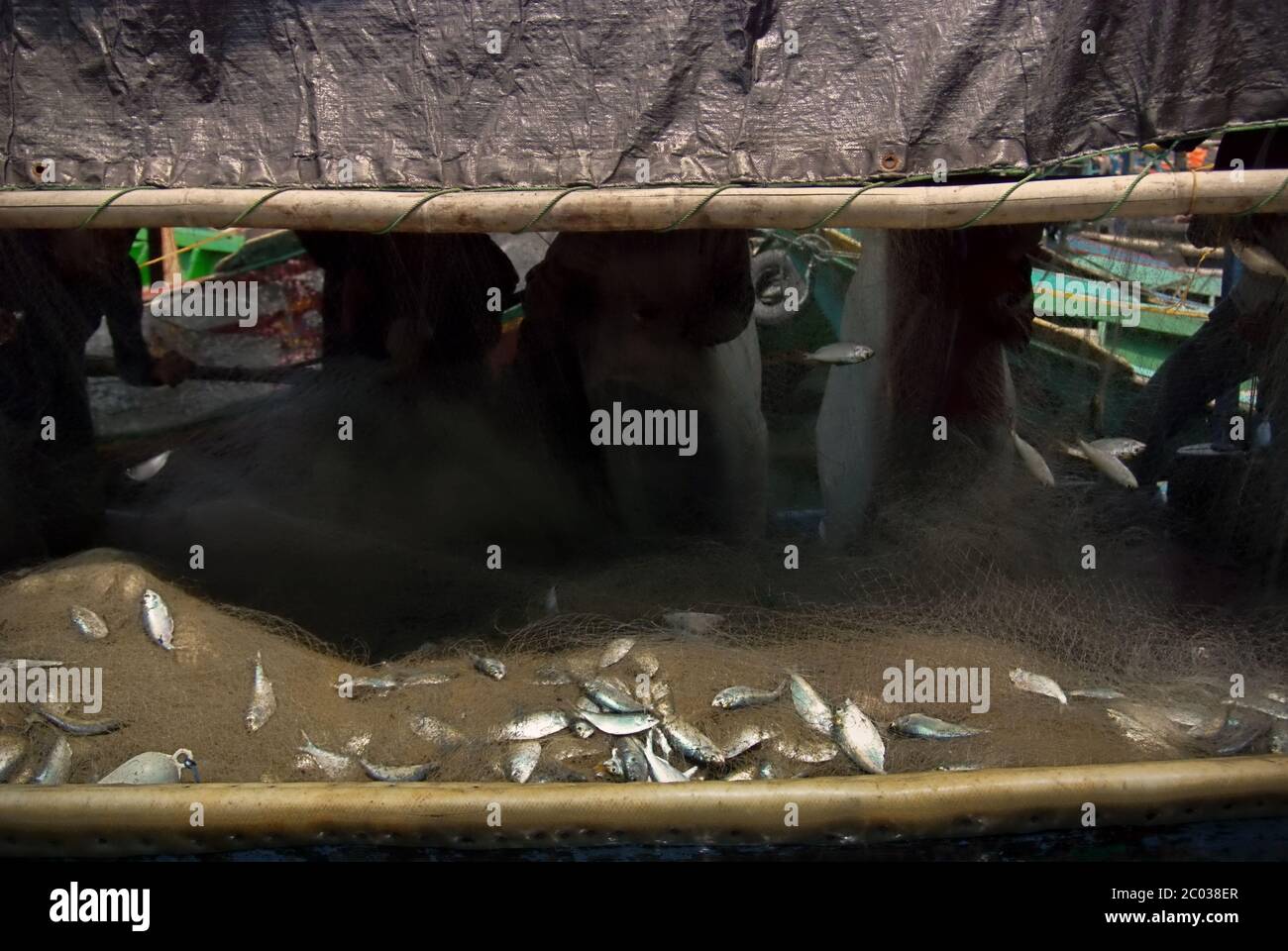 Fishermen collecting the caught fishes out of a trawl net on a boat ...