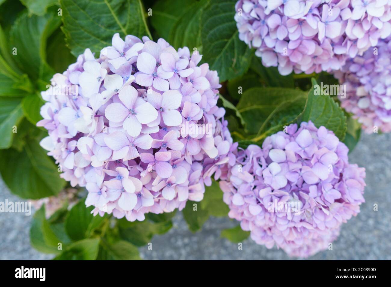 beautiful purple hydrangeas bloomed in the garden Stock Photo - Alamy