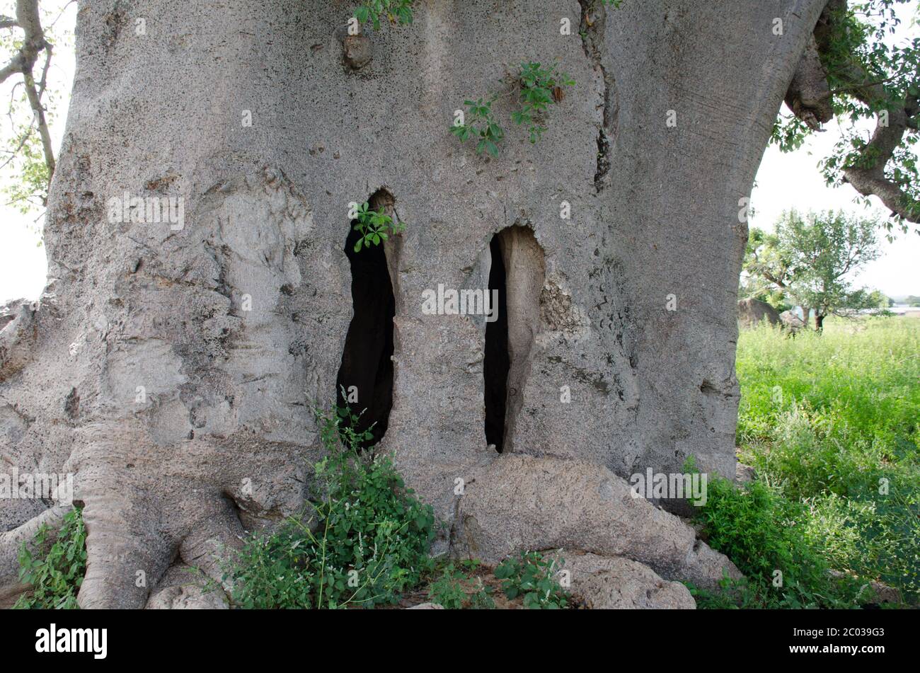 Hide traders hi-res stock photography and images - Alamy