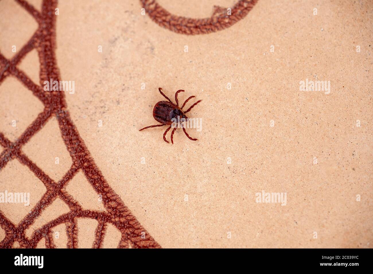 A true ixodid mite blood sucking parasite carrying the acarid disease ...