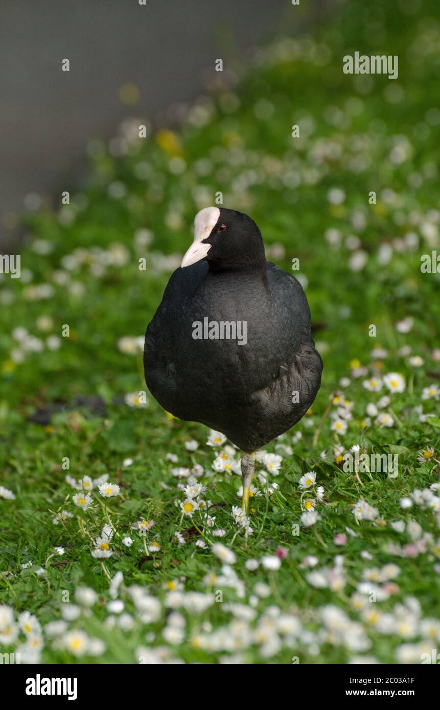 Coot standing on one leg Stock Photo - Alamy