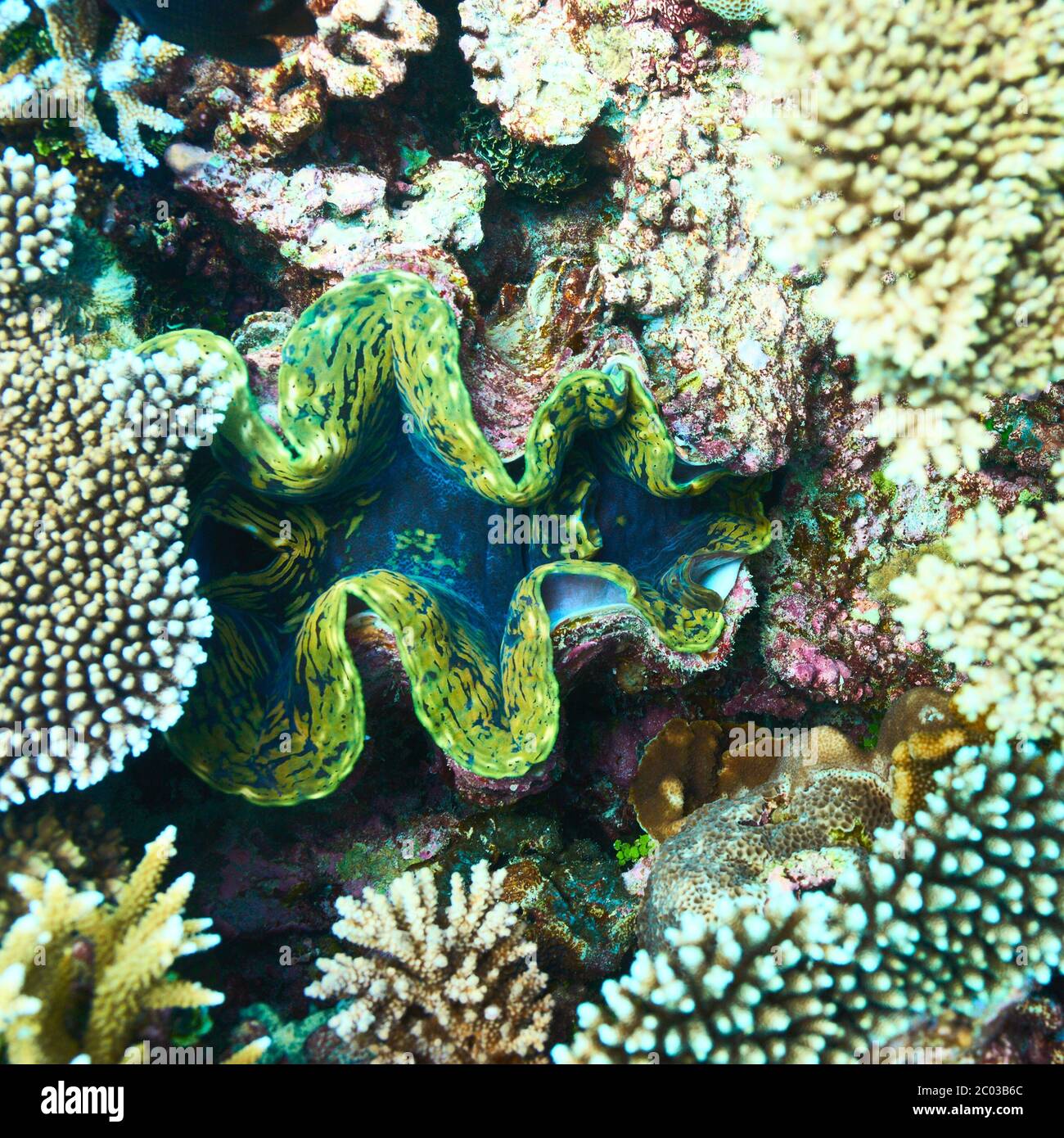 Giant clam at the tropical coral reef Stock Photo - Alamy