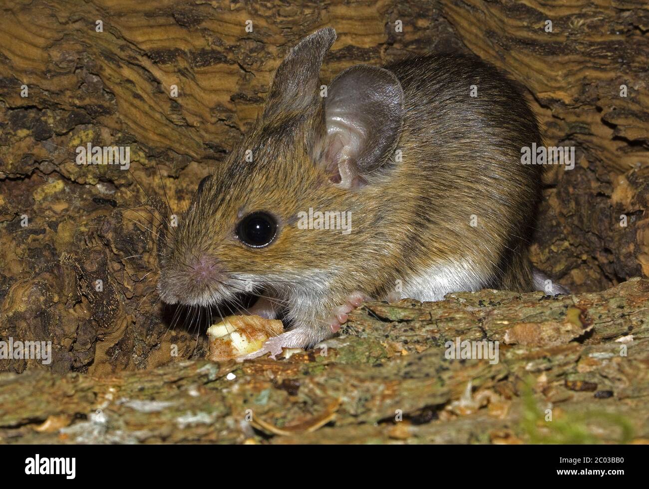 European wood mouse Apodemus sylvaticus Stock Photo - Alamy