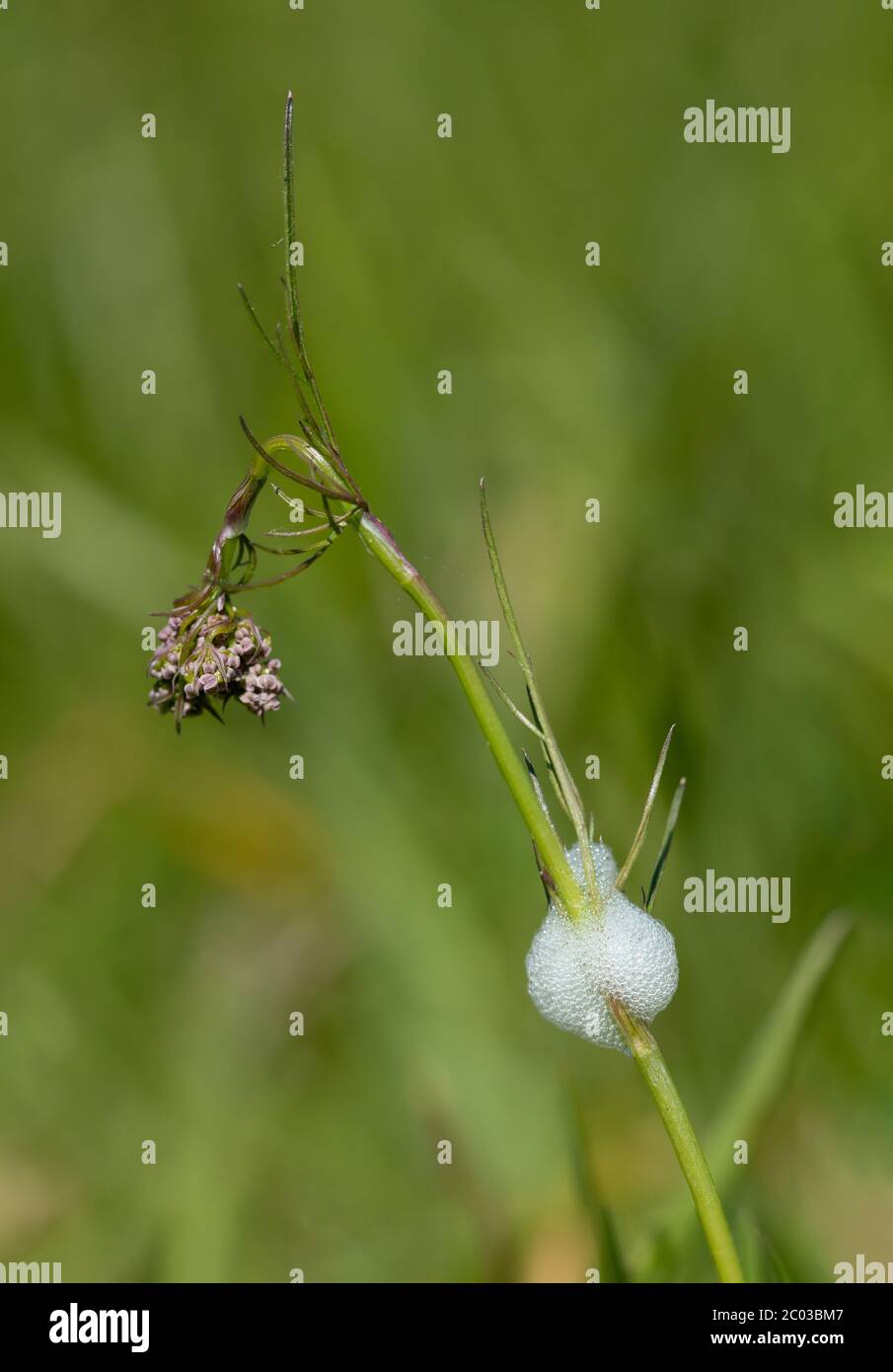 Spit bugs hi-res stock photography and images - Alamy