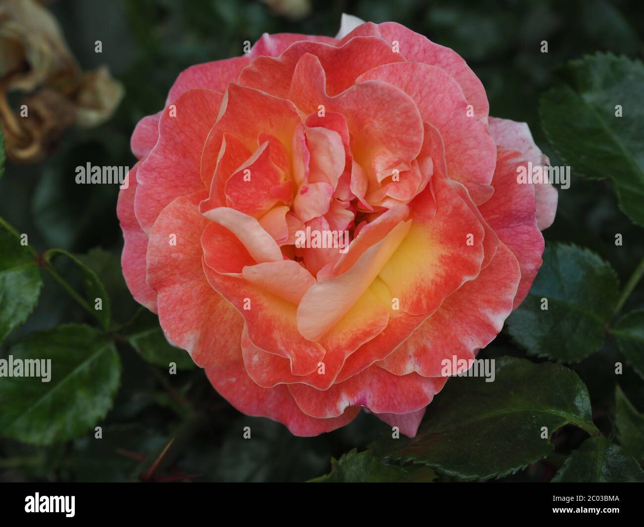 Multicoloured rose flower hi-res stock photography and images - Alamy