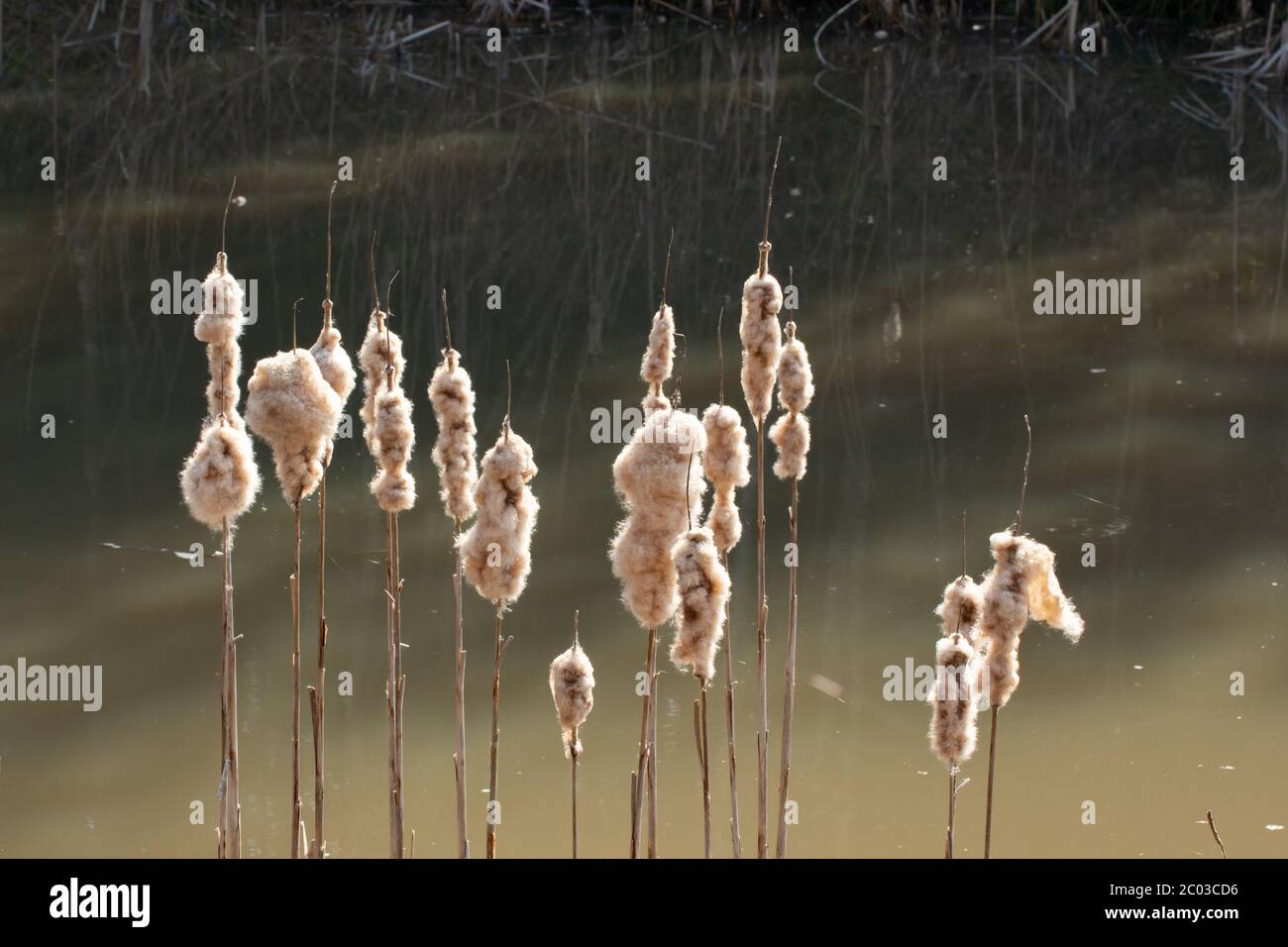 Reed fluff hi-res stock photography and images - Alamy