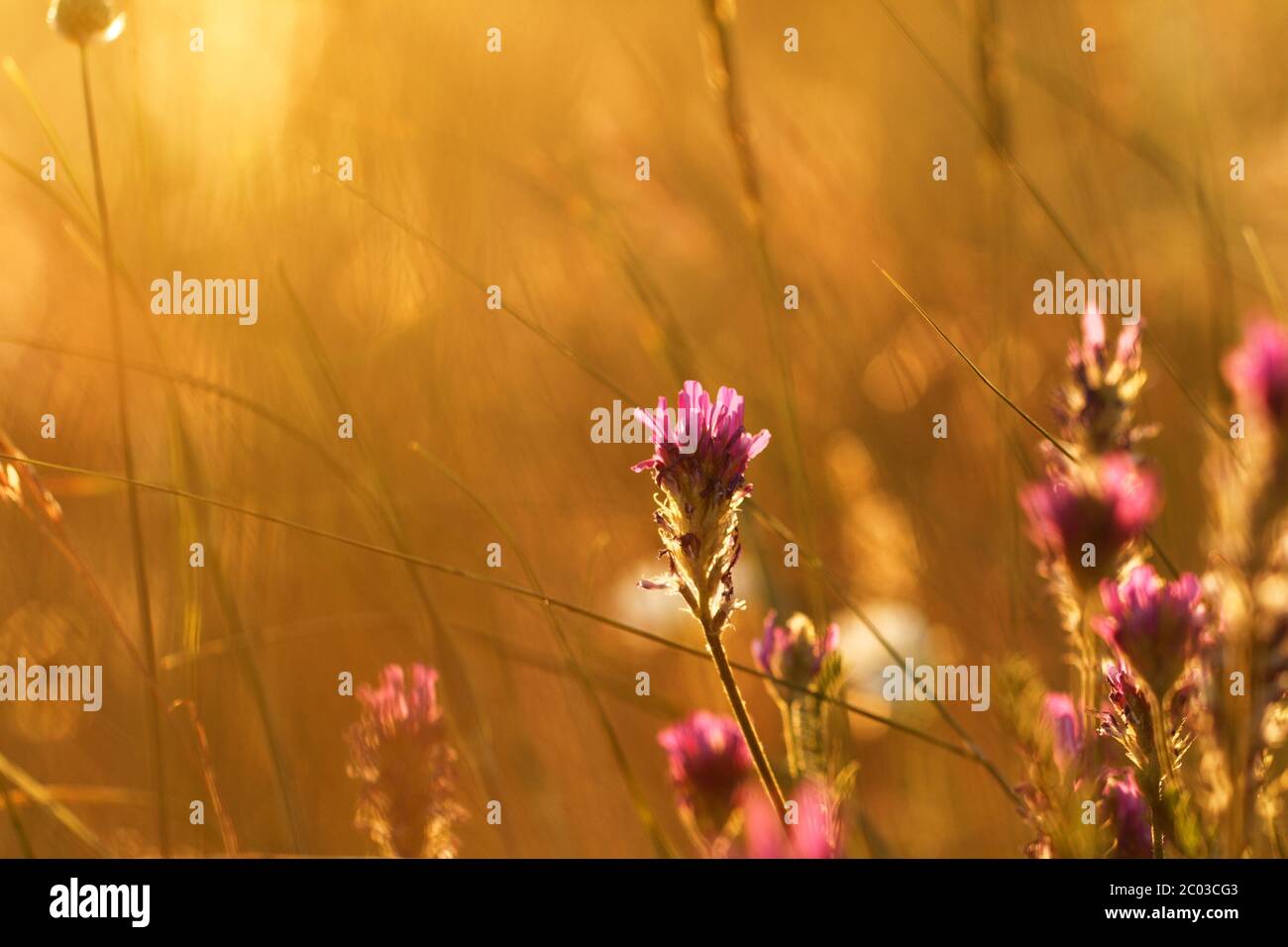 Soft pink wildflower hi-res stock photography and images - Alamy