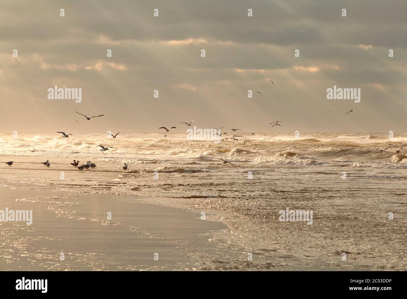 seagull birds over sea waves at sunset Stock Photo - Alamy