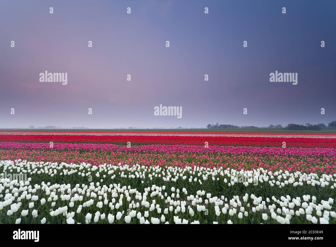 Tulip field at sunset hi-res stock photography and images - Alamy