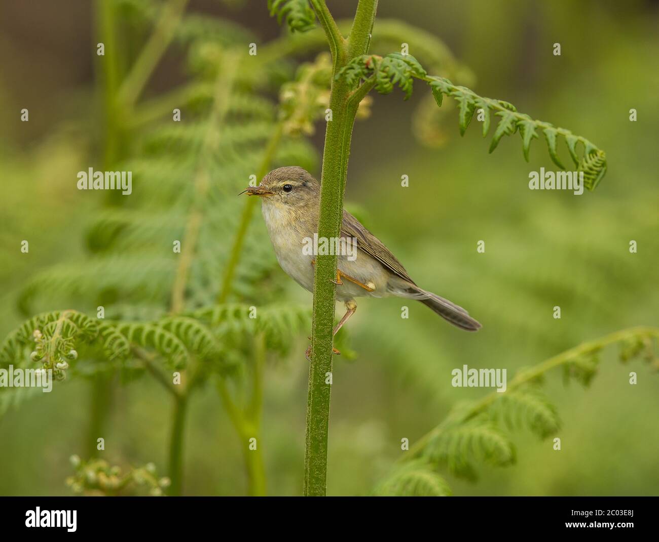 Chiff chaff summer hi-res stock photography and images - Alamy