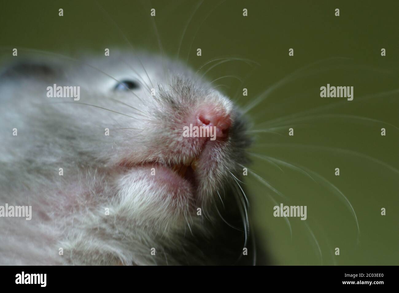 Hamster up close hi-res stock photography and images - Alamy