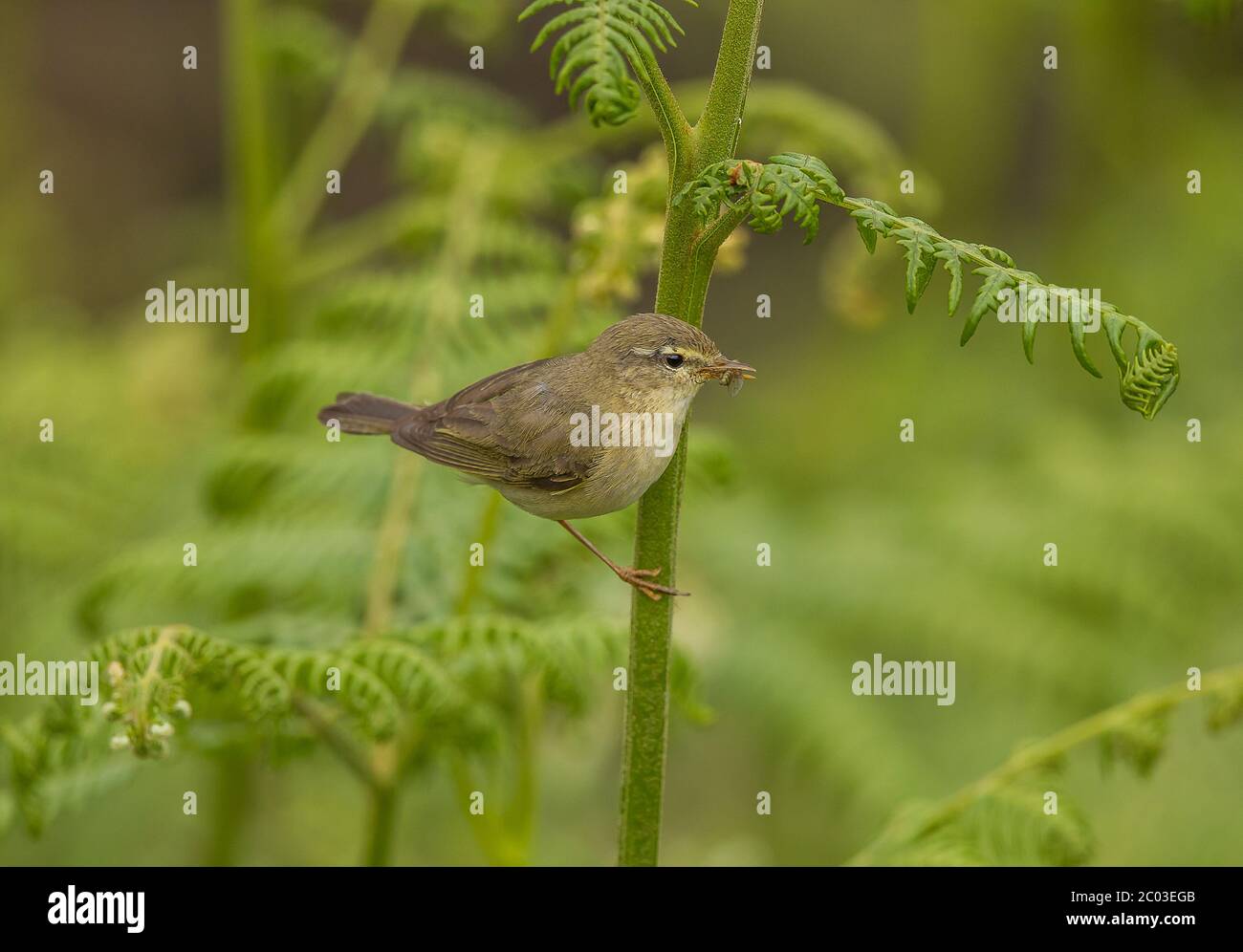 Chiff chaff summer hi-res stock photography and images - Alamy