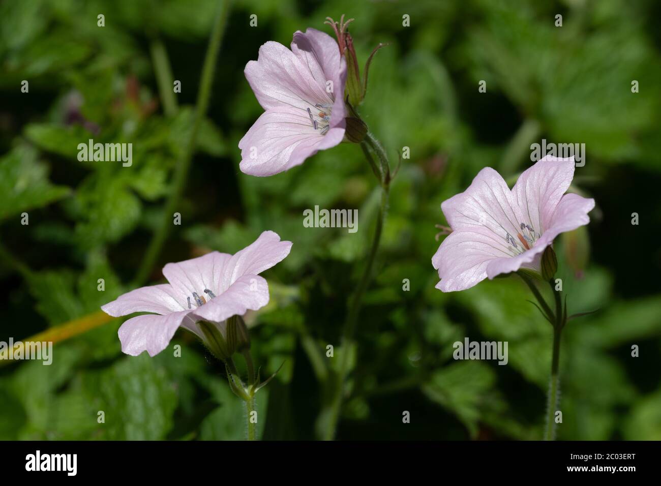 French cranesbill hi-res stock photography and images - Alamy