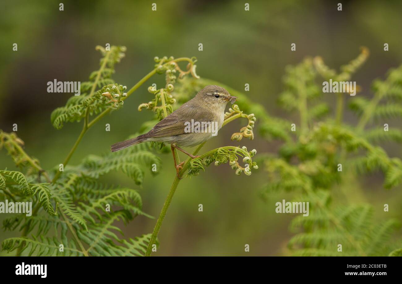 Chiff chaff summer hi-res stock photography and images - Alamy