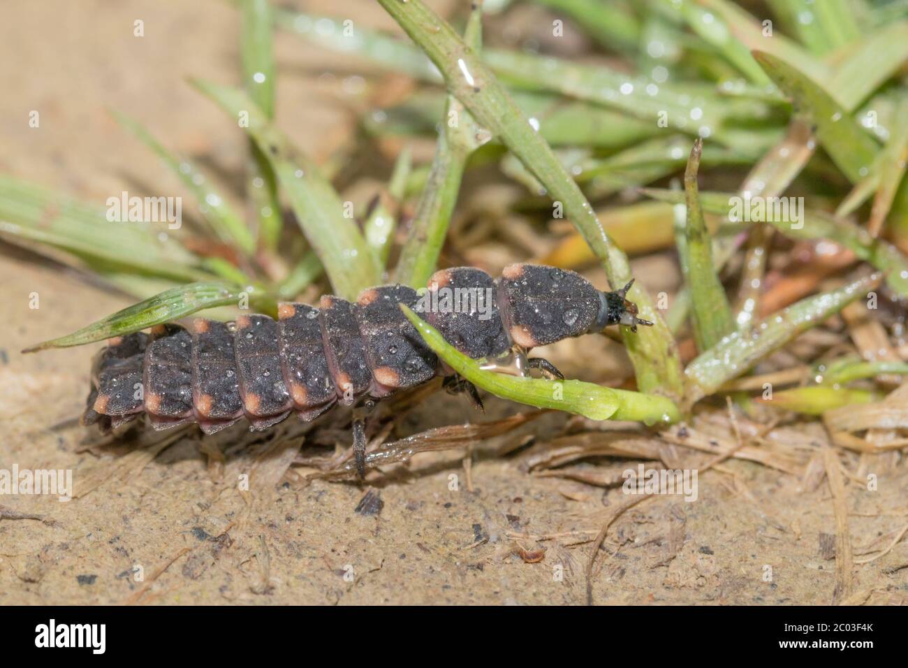 Glow worm (Lampyris noctiluca) larva. Sussex, UK Stock Photo - Alamy