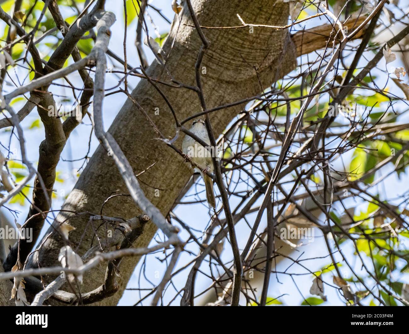A Japanese bush warbler, Horornis diphone, or Uguisu in Japanese ...