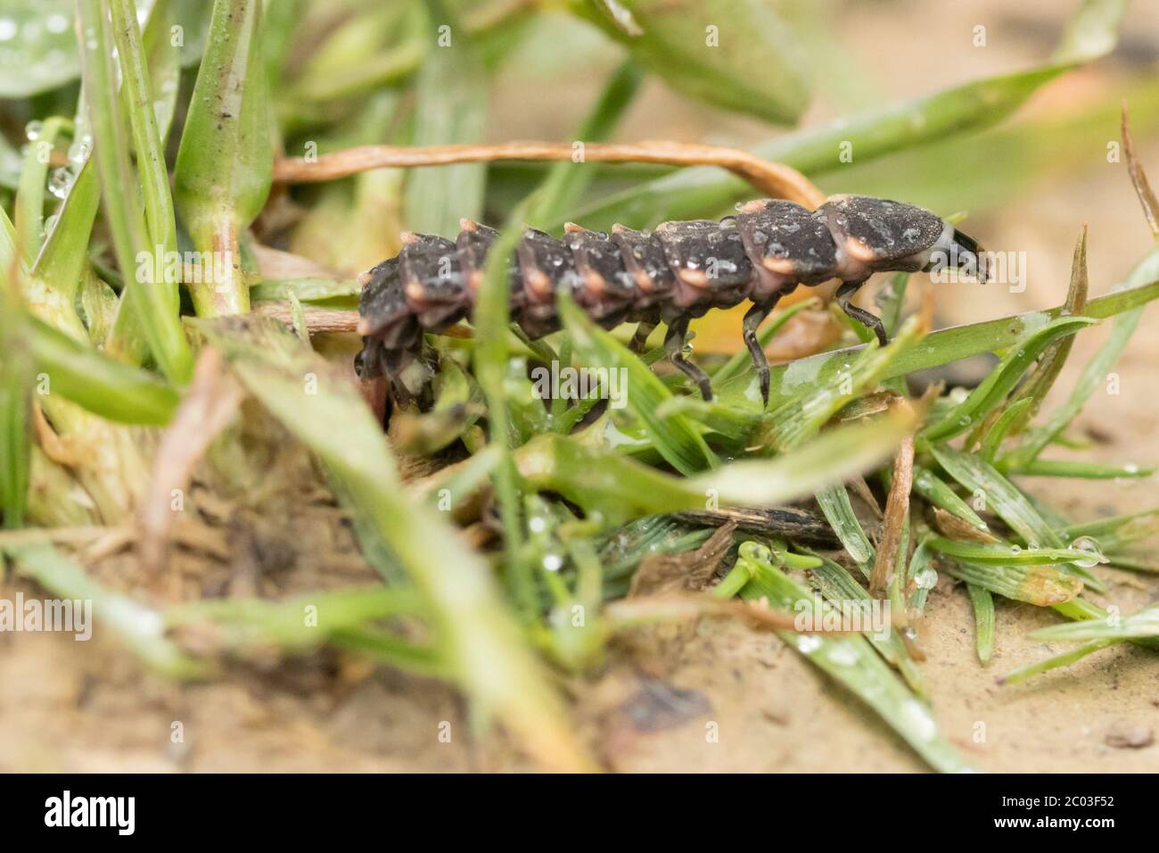 Sussex glow worm hi-res stock photography and images - Alamy
