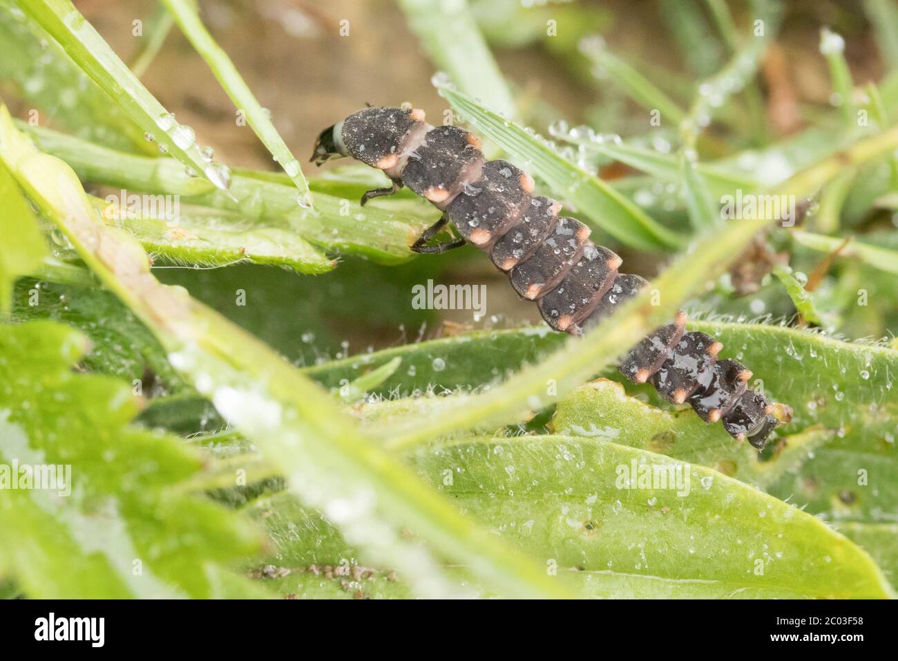 Glow worm (Lampyris noctiluca) larva. Sussex, UK Stock Photo - Alamy