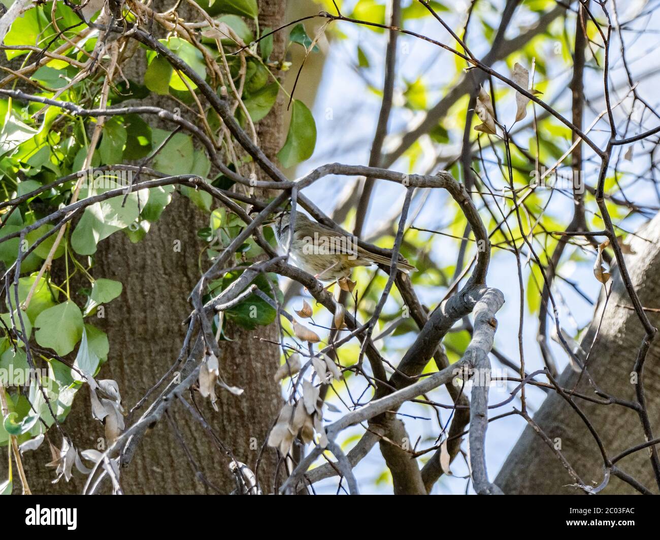 A Japanese bush warbler, Horornis diphone, or Uguisu in Japanese ...