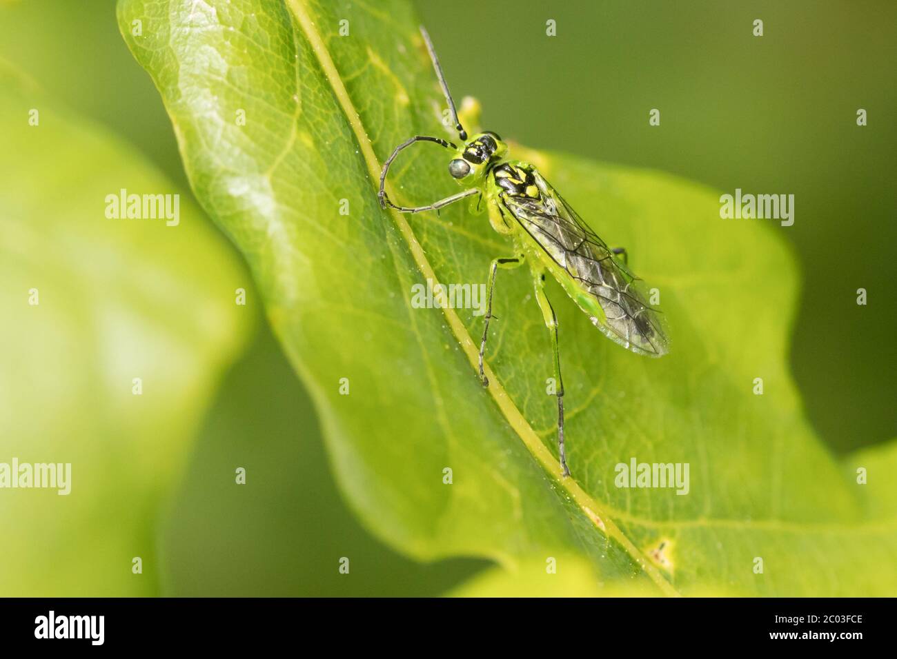 Sawfly (Rhogogaster viridis) on oak. Sussex, UK Stock Photo - Alamy