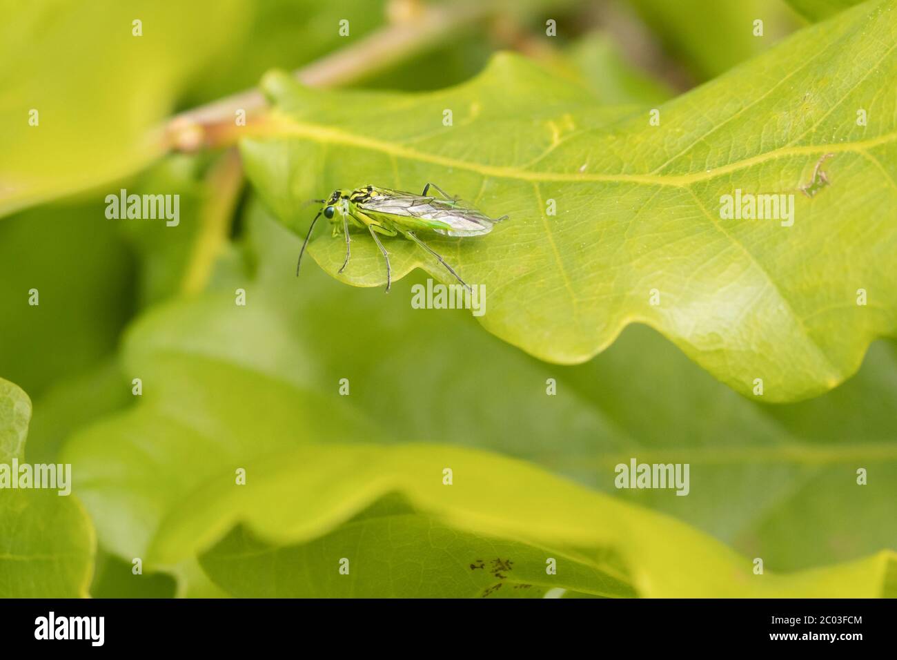 Sawfly (Rhogogaster viridis) on oak. Sussex, UK Stock Photo - Alamy