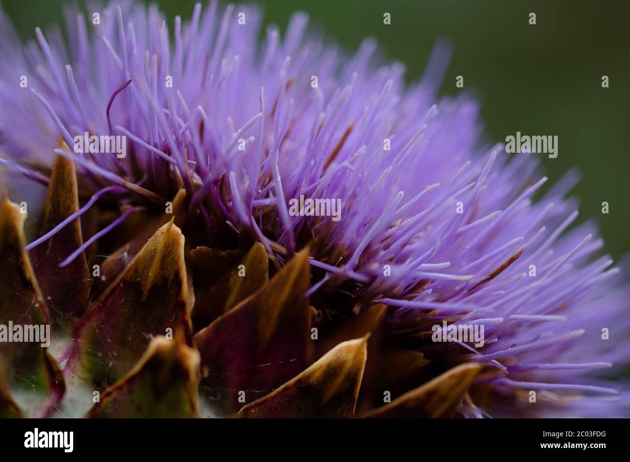 Giant cotton thistle hi-res stock photography and images - Alamy