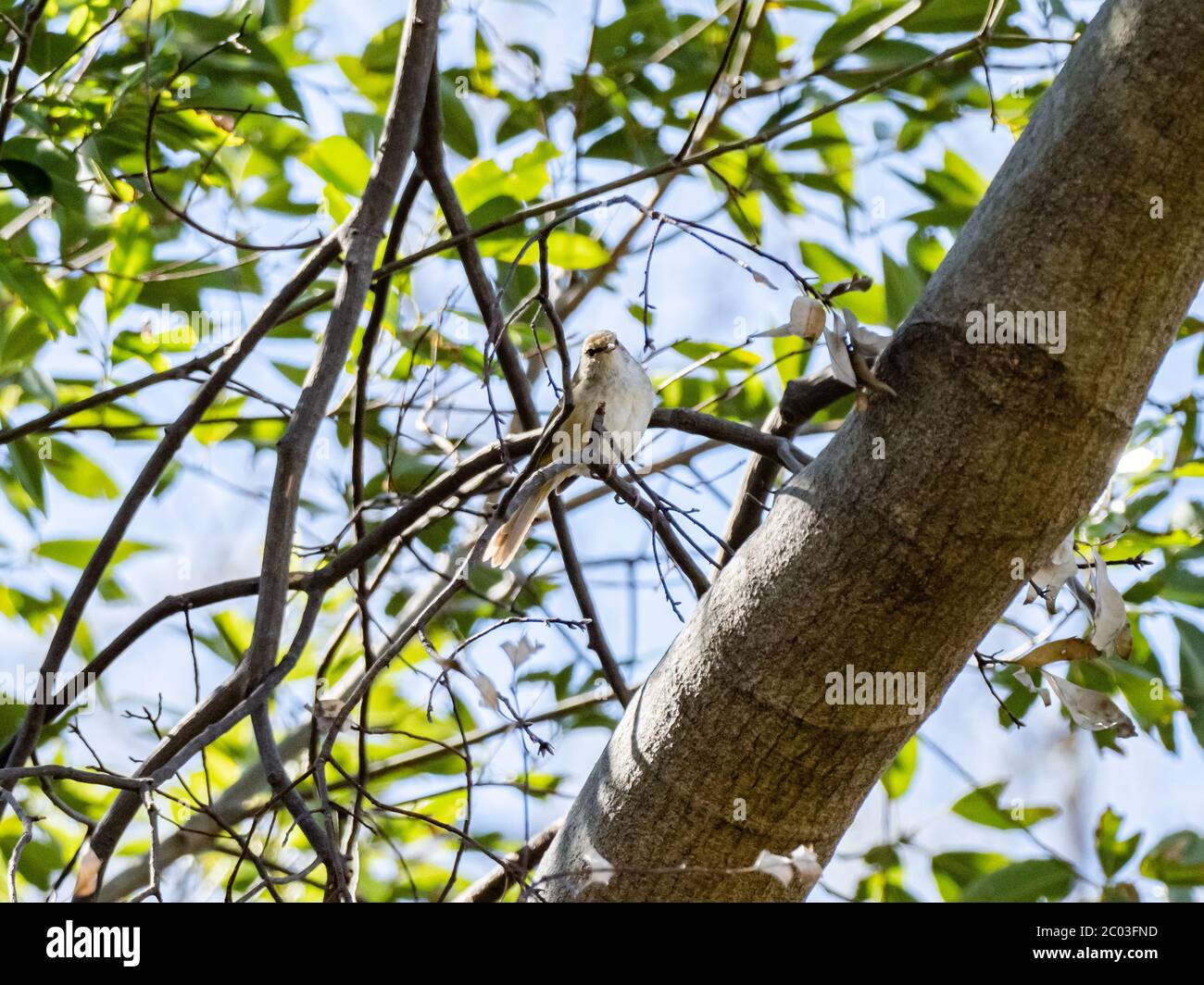 A Japanese bush warbler, Horornis diphone, or Uguisu in Japanese ...