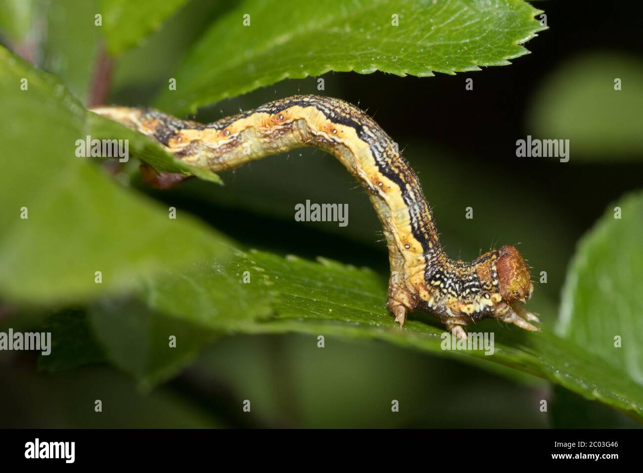 Mottled umber moth caterpillar hi-res stock photography and images - Alamy