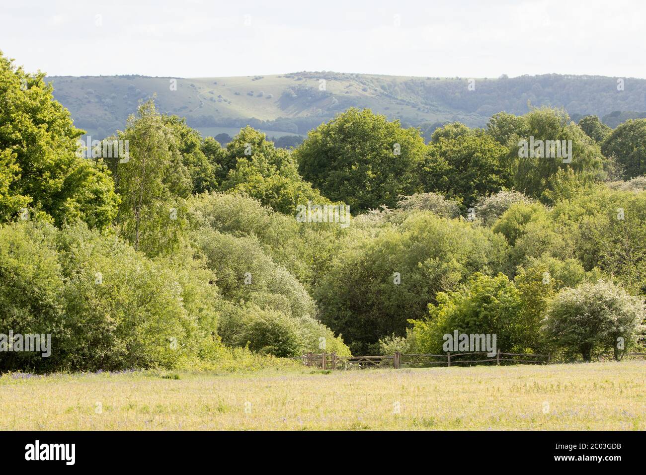 View of South Downs from Chailey Common. Sussex, UK Stock Photo - Alamy