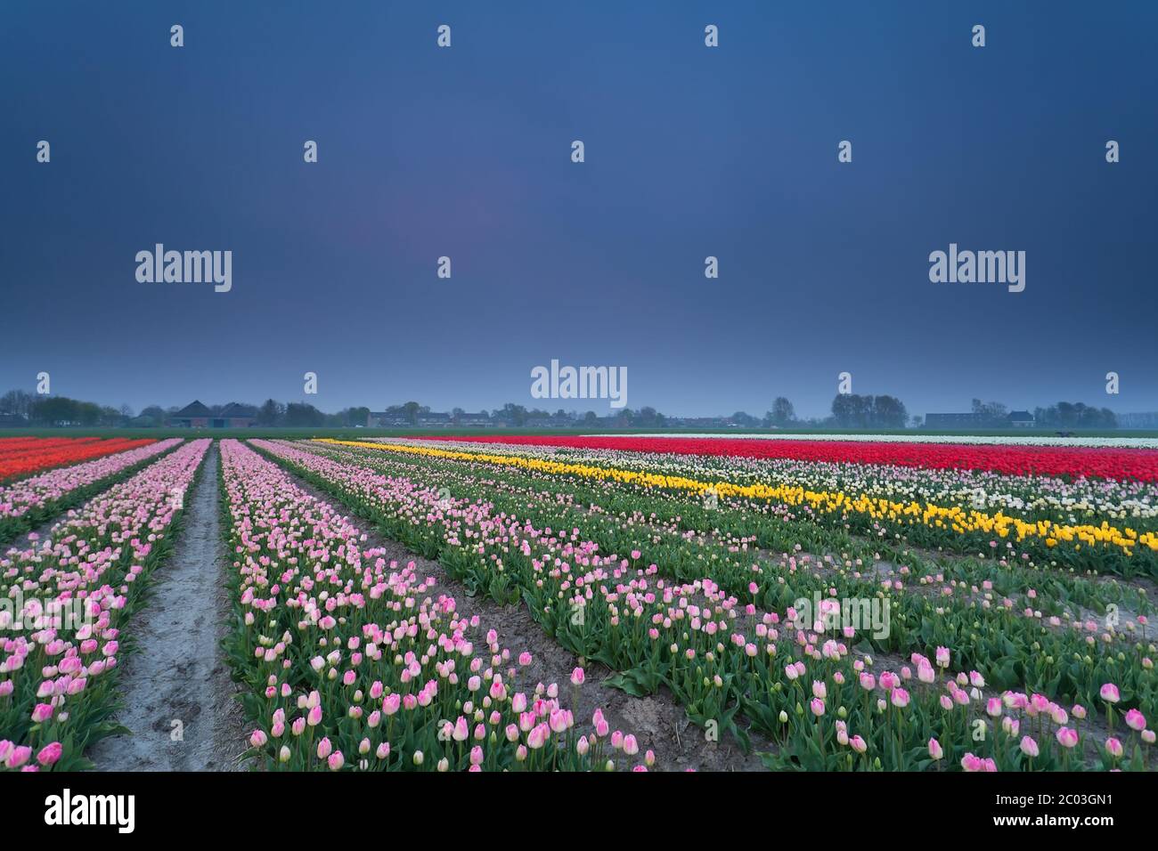 colorful tulip field in spring Stock Photo - Alamy