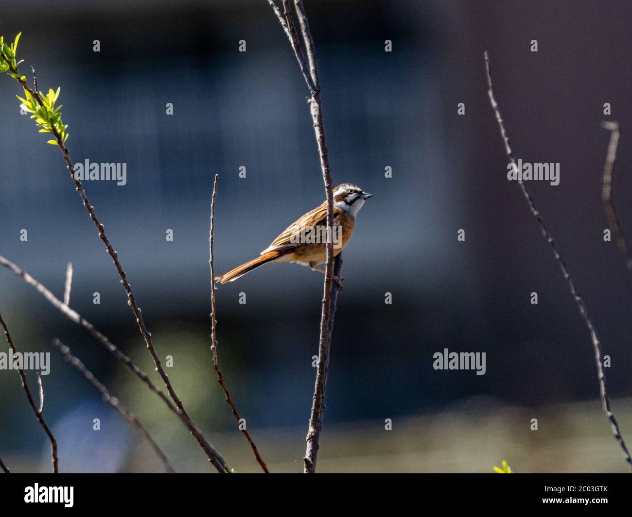A small meadow bunting, Emberiza cioides, perches in a tree beside the ...