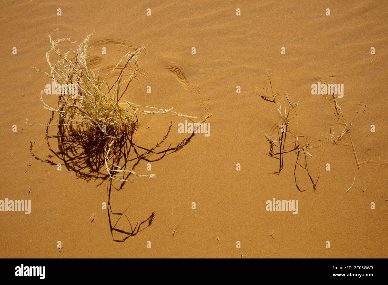 A grass plant blown about by the wind e makes a pattern in the sand on ...