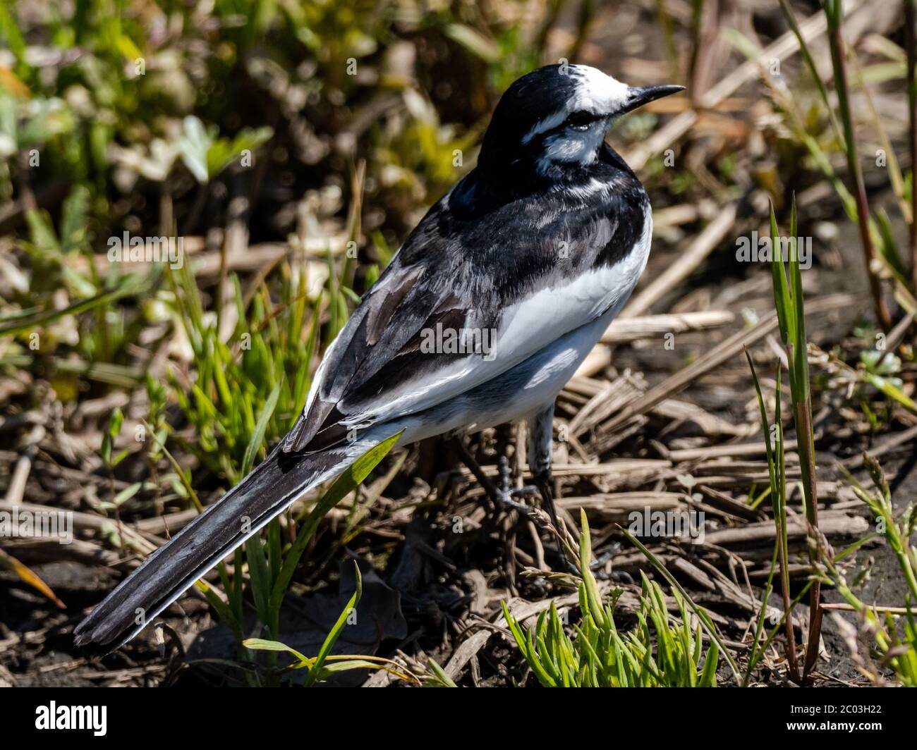 Japanese pied wagtail hi-res stock photography and images - Alamy