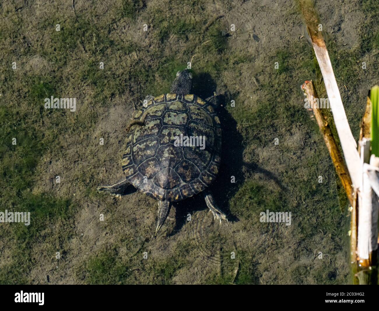 Terrapin in shallow water hi-res stock photography and images - Alamy