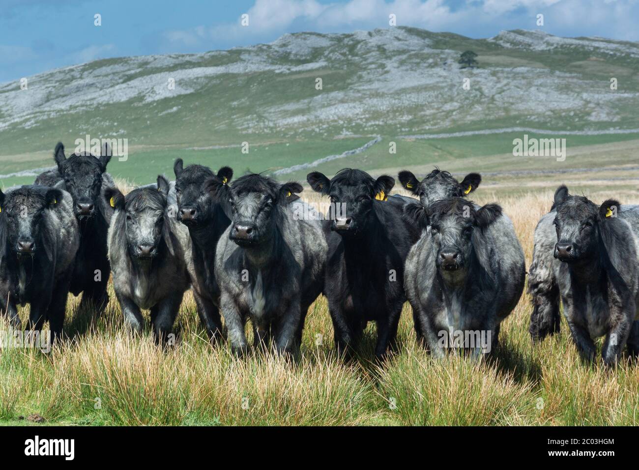 Herd of Blue Grey cattle on moorland on the edge of Wild Boar Fell ...