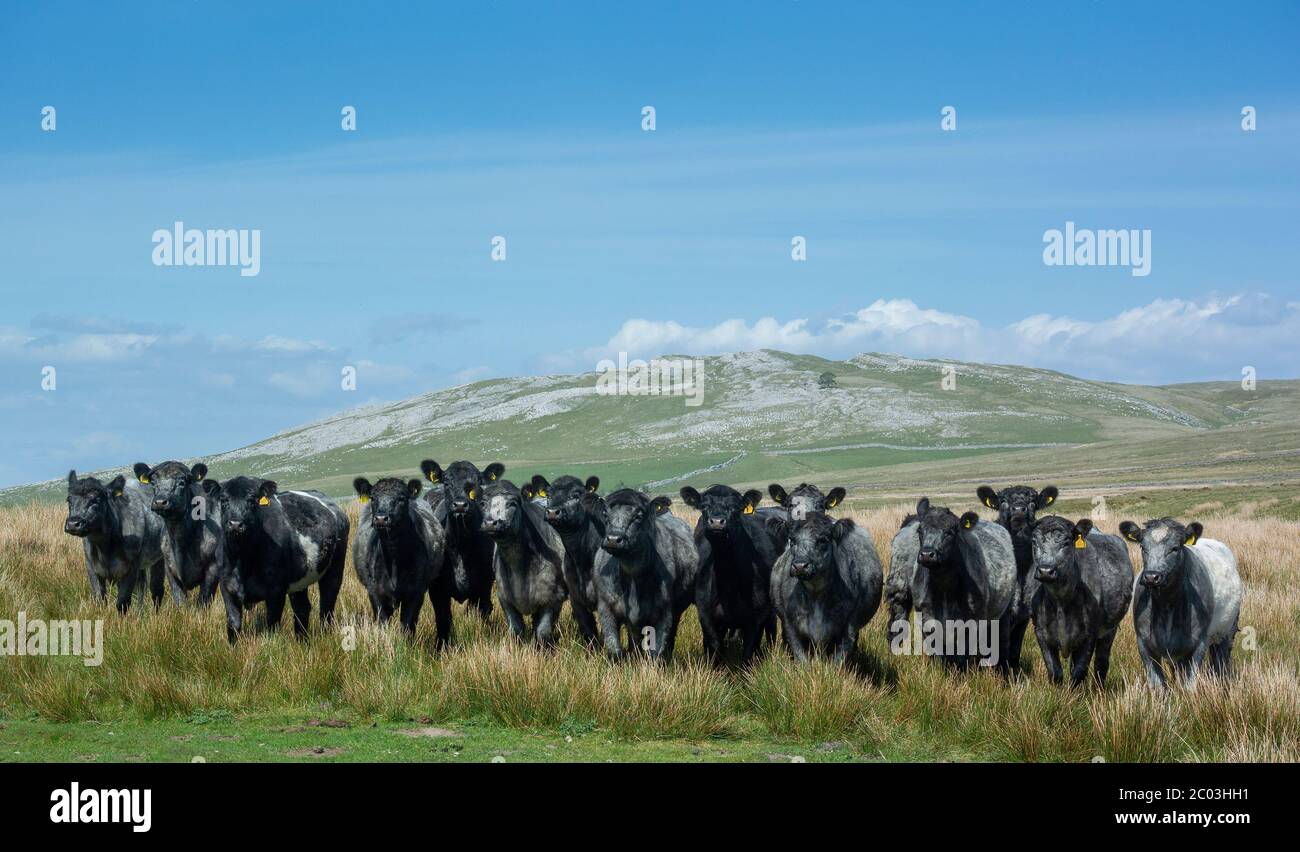 Blue grey cattle hi-res stock photography and images - Alamy