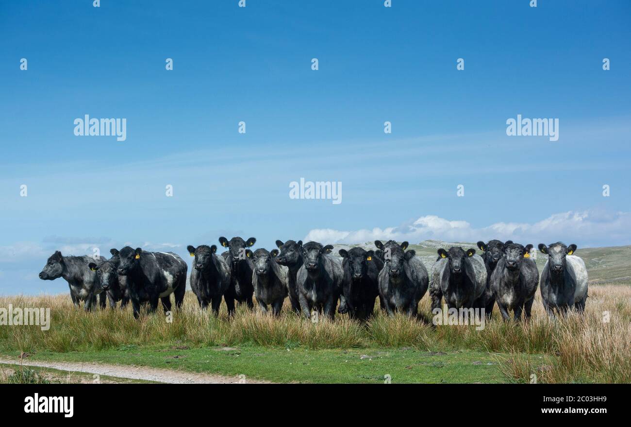 Blue grey cattle hi-res stock photography and images - Alamy