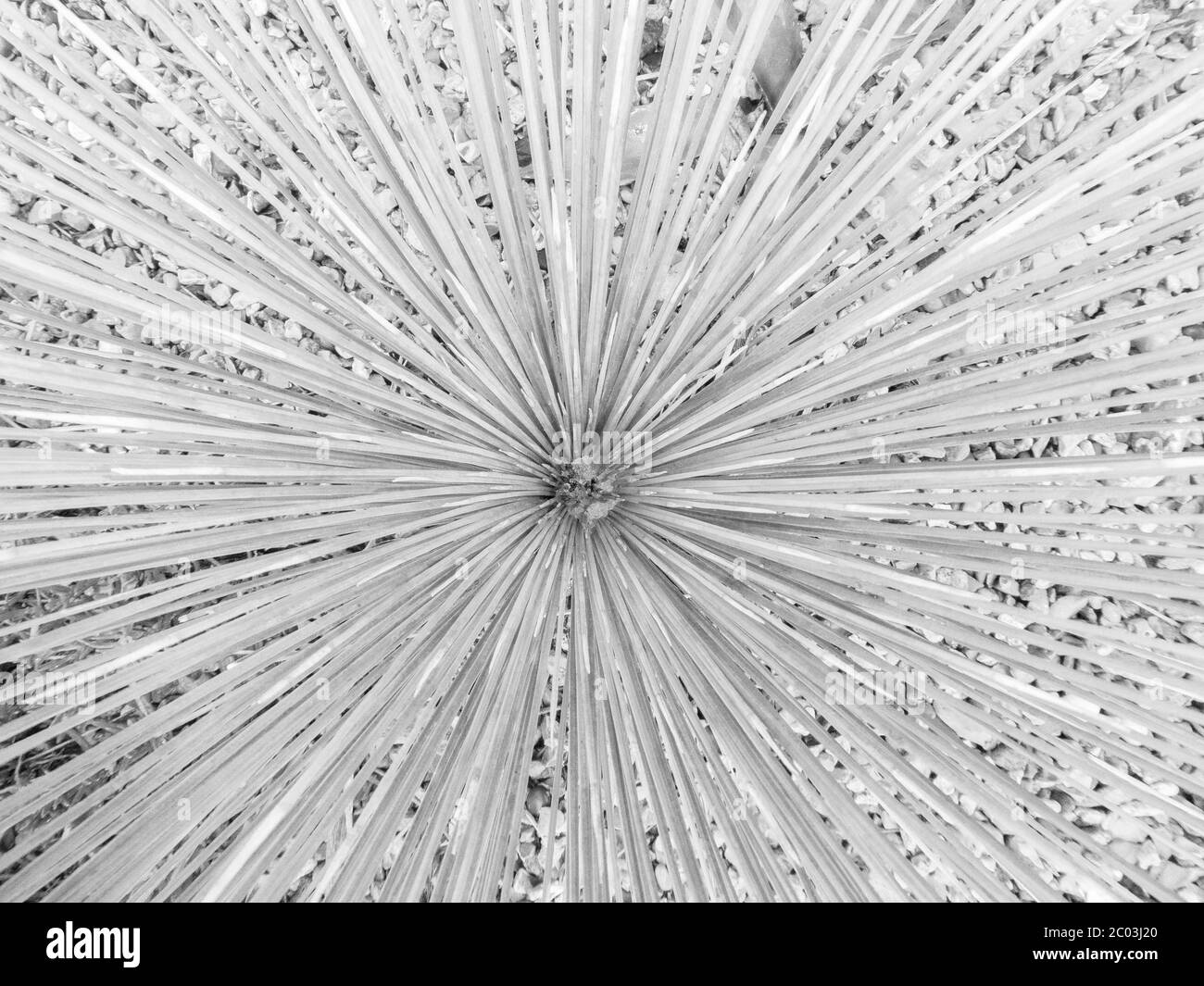 Radiate leaves Black and White Stock Photos & Images - Alamy
