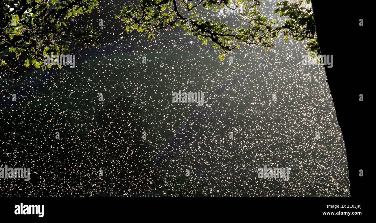 Adult Mayflies dancing, backlit by the sun under trees alongside a ...