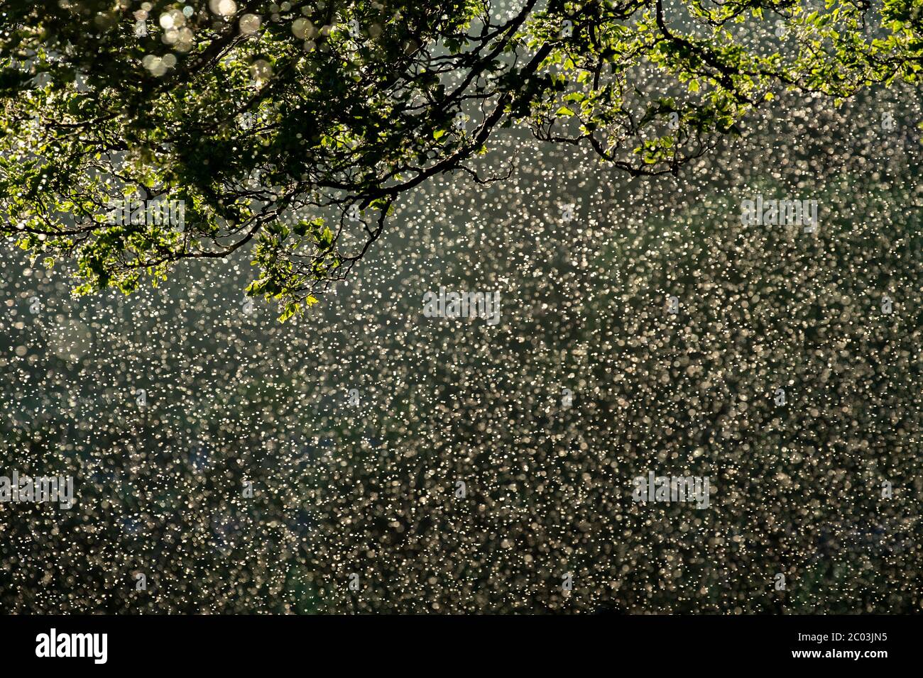 Mayflies england hi-res stock photography and images - Alamy