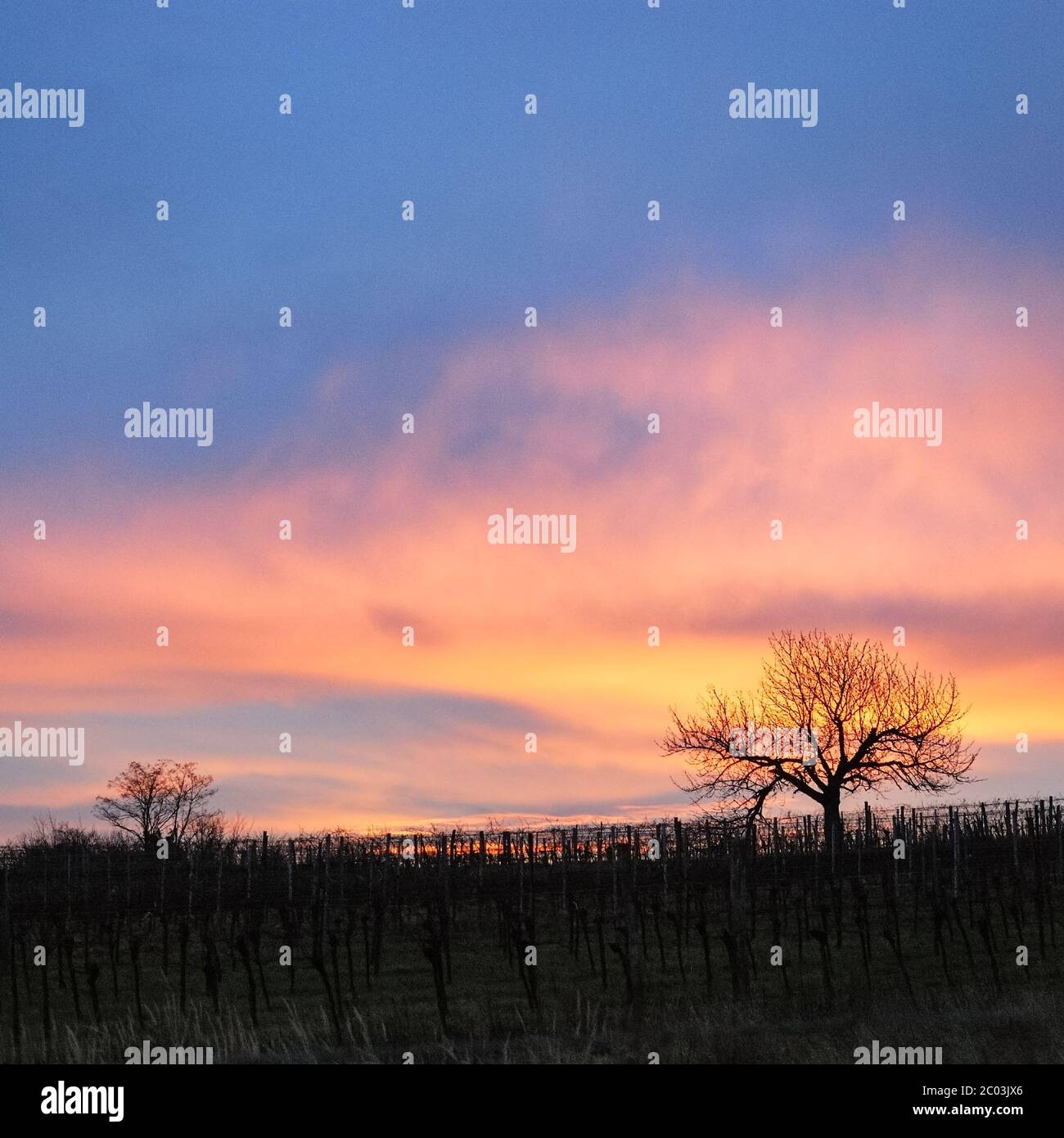 Red sky in the evening in the vineyard Stock Photo - Alamy