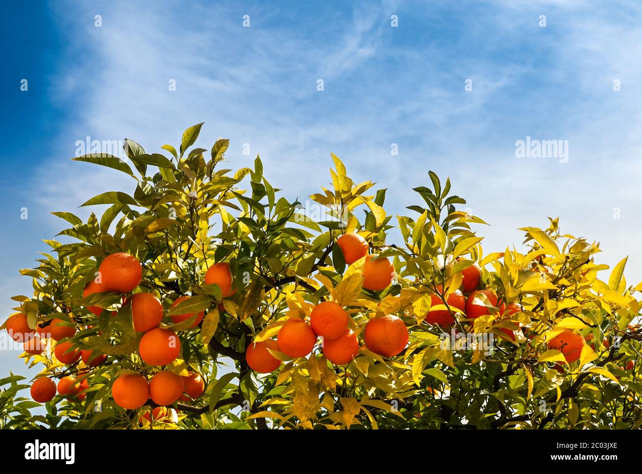 Orangenpflanze hi-res stock photography and images - Alamy