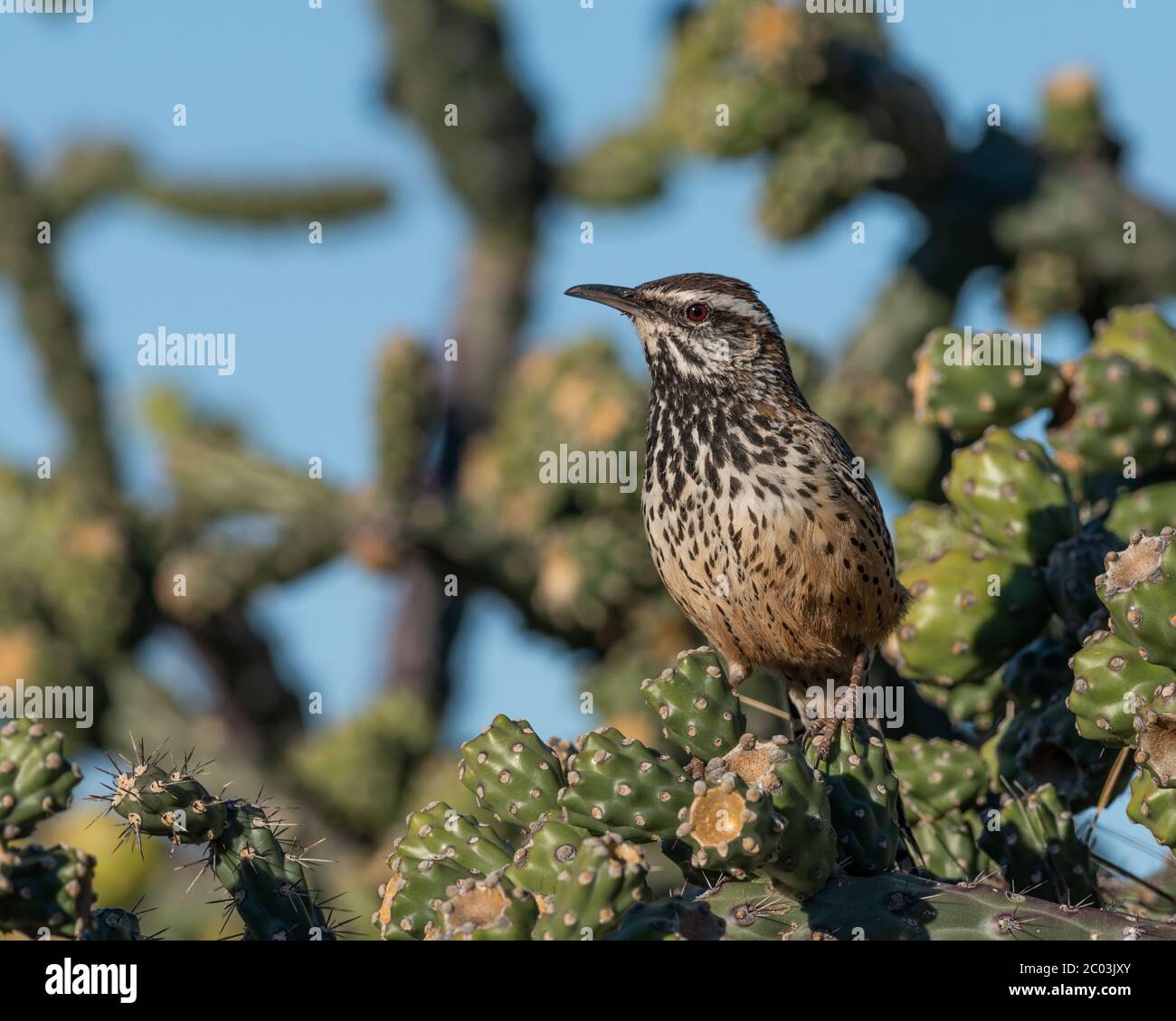 Male Cactus wren perched on a Cylindropuntia fulgida, jumping cholla ...